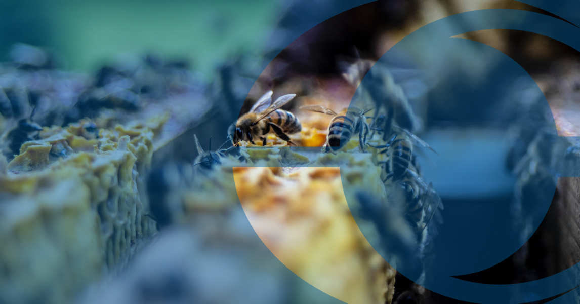 Nature Repair Market Is (Almost) Go! What Does It Mean for Landholders ...